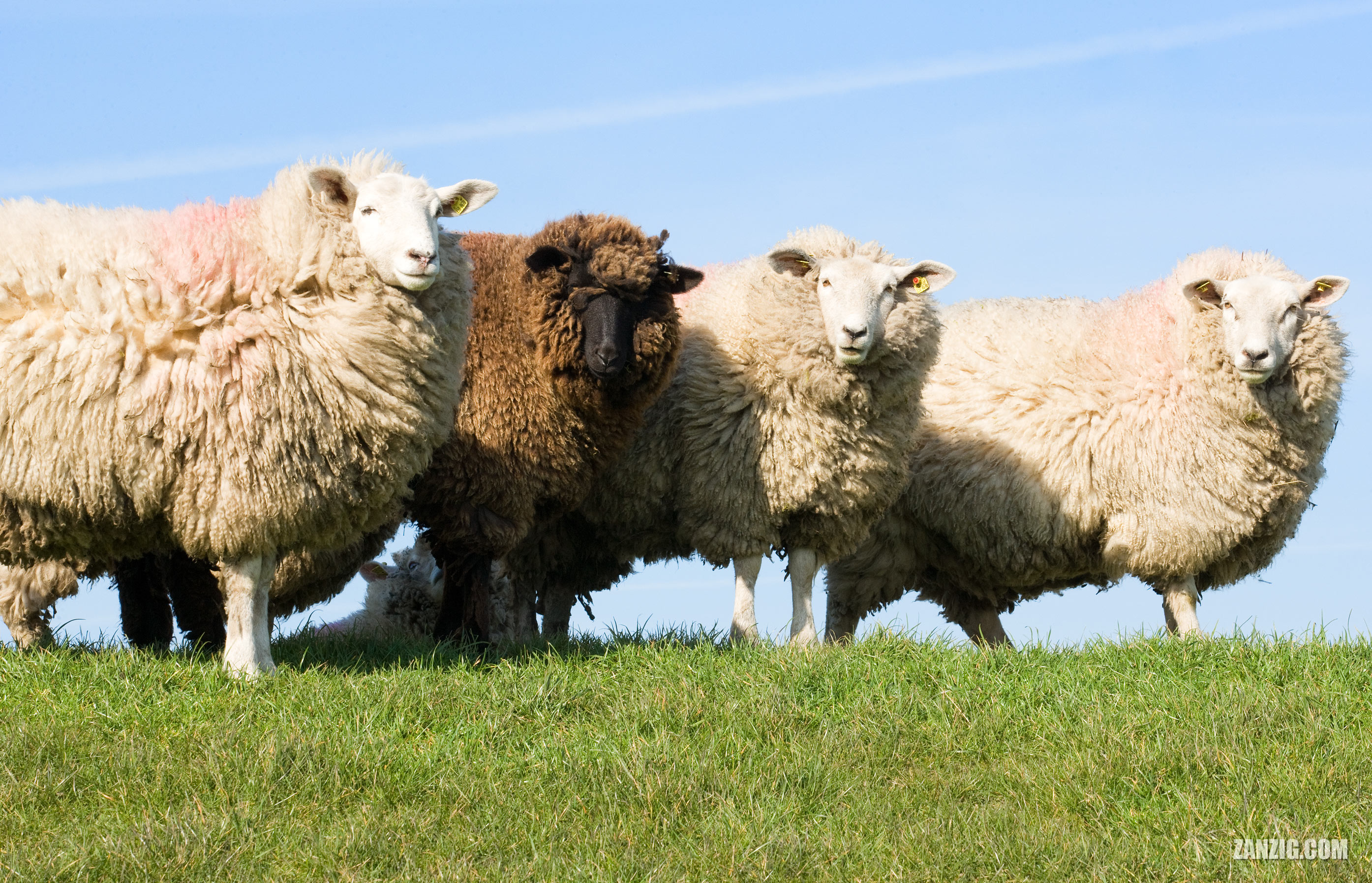 3+1 Sheep, Germany – Zanzig.com Photo Hub