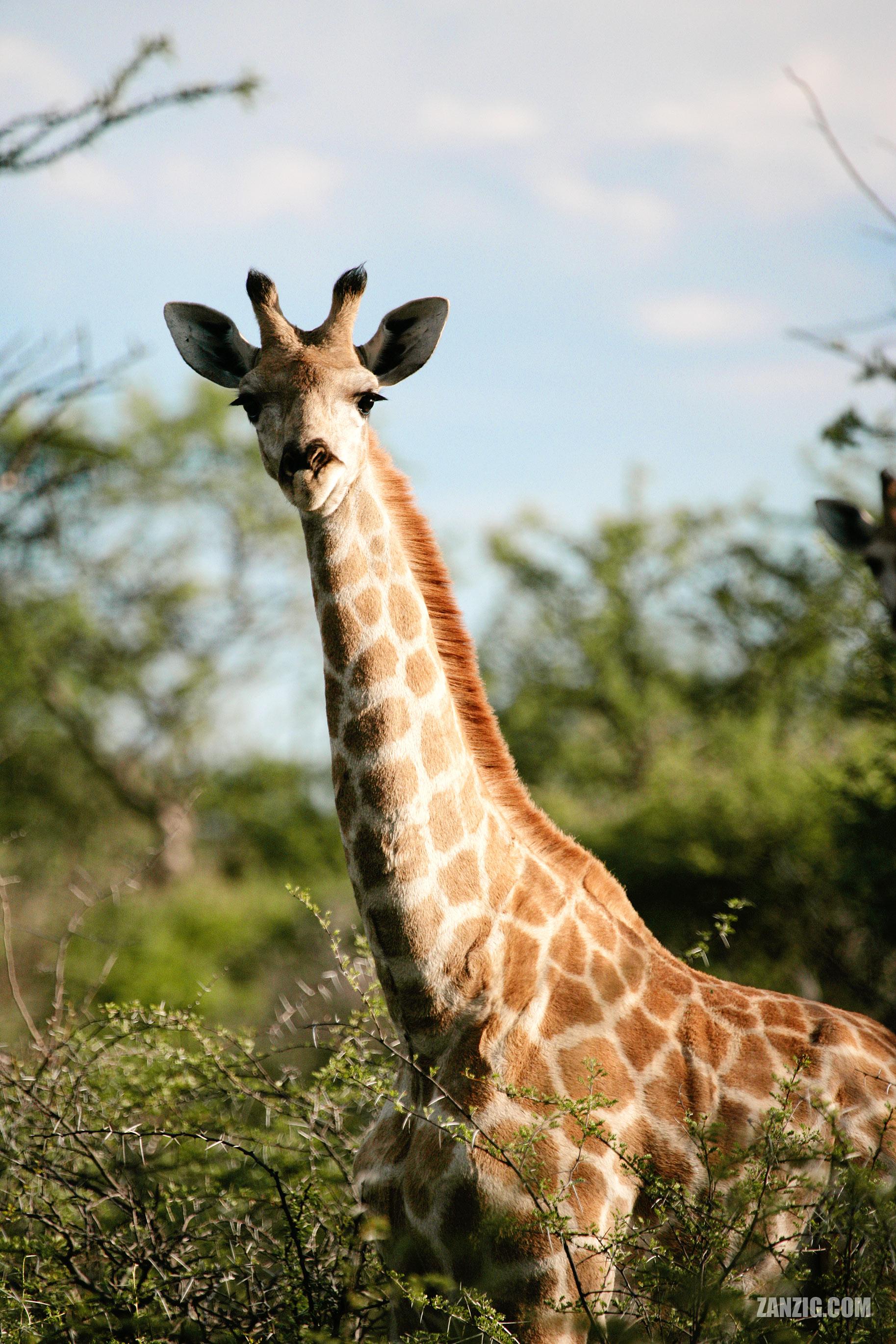 Giraffe, Namibia – Zanzig.com Photo Hub