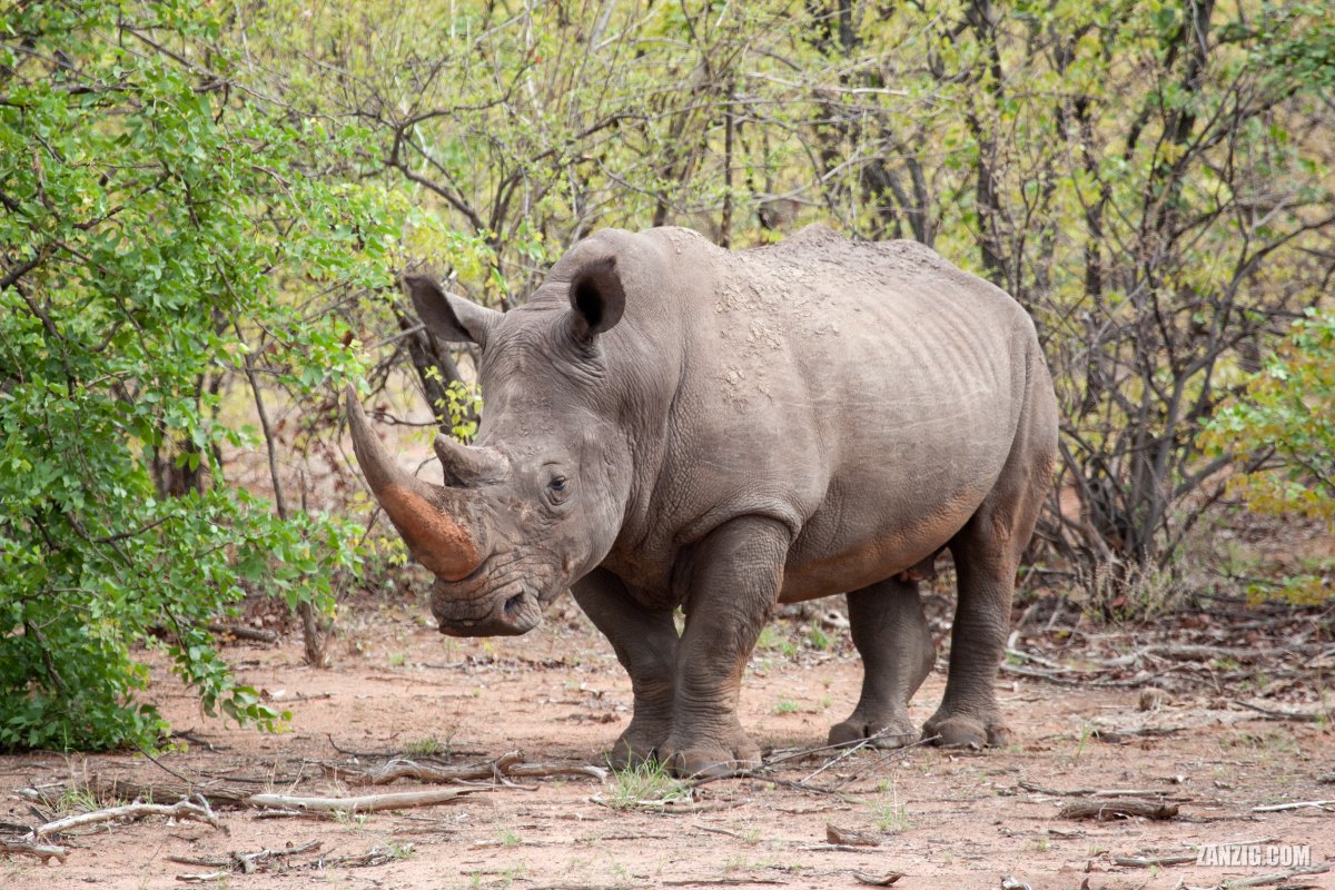Rhino, Mapungubwe National Park, South Africa – Zanzig.com Photo Hub