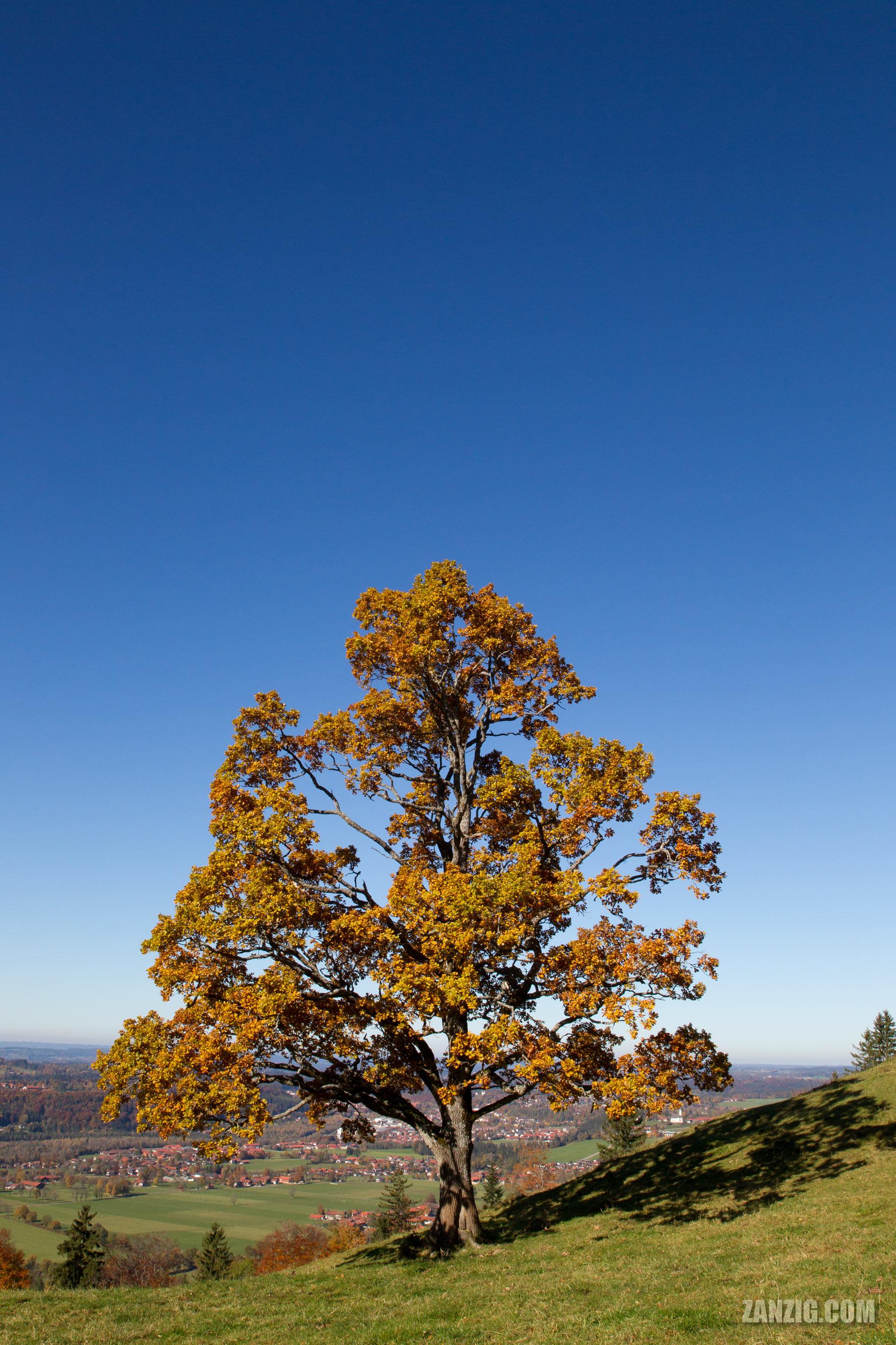 Single Tree, Bavaria, Germany – Zanzig.com Photo Hub