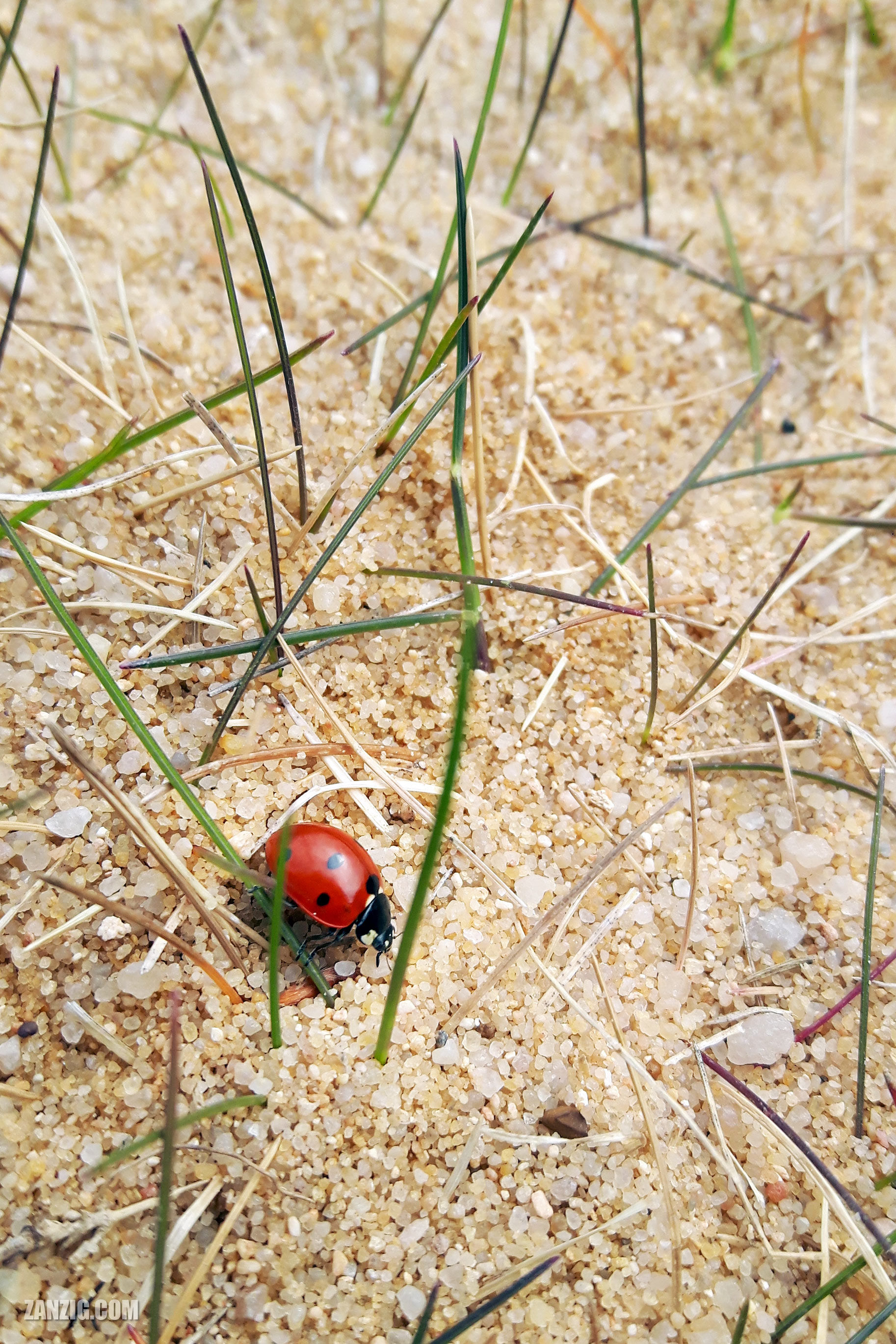 Ladybug, Unterhaching, Germany – Zanzig.com Photo Hub
