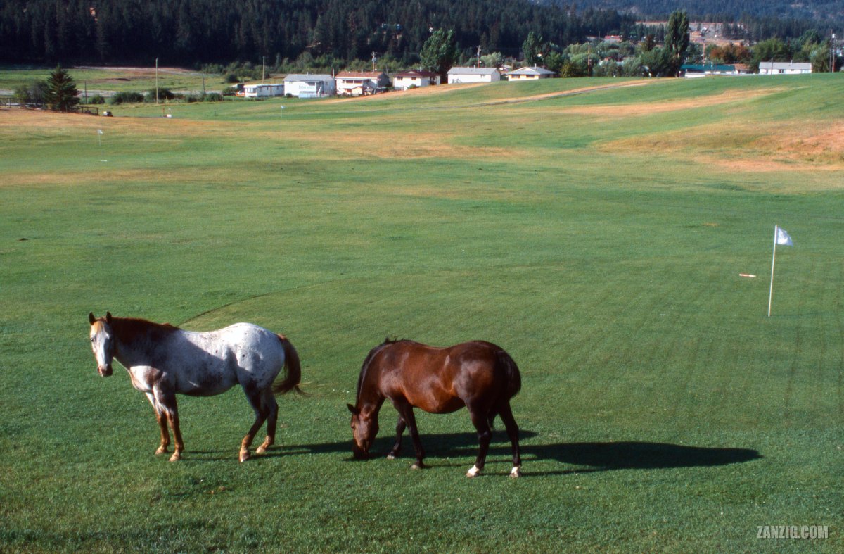 Two Horses On A Golf Course, Clinton, B.C. (II) – Zanzig.com Photo Hub